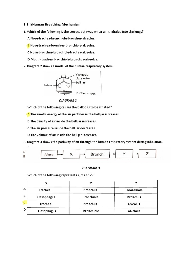 Chapter 2 Respiration Sec 3 | PDF | Respiratory System | Blood