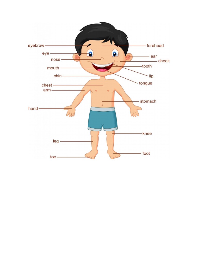 Partes Del Cuerpo Humano En Ingles Pdf