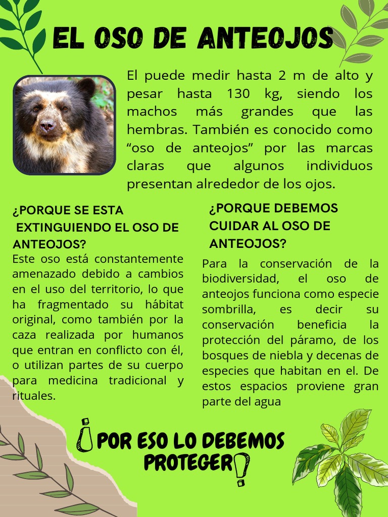 El Osos de Anteojos | PDF
