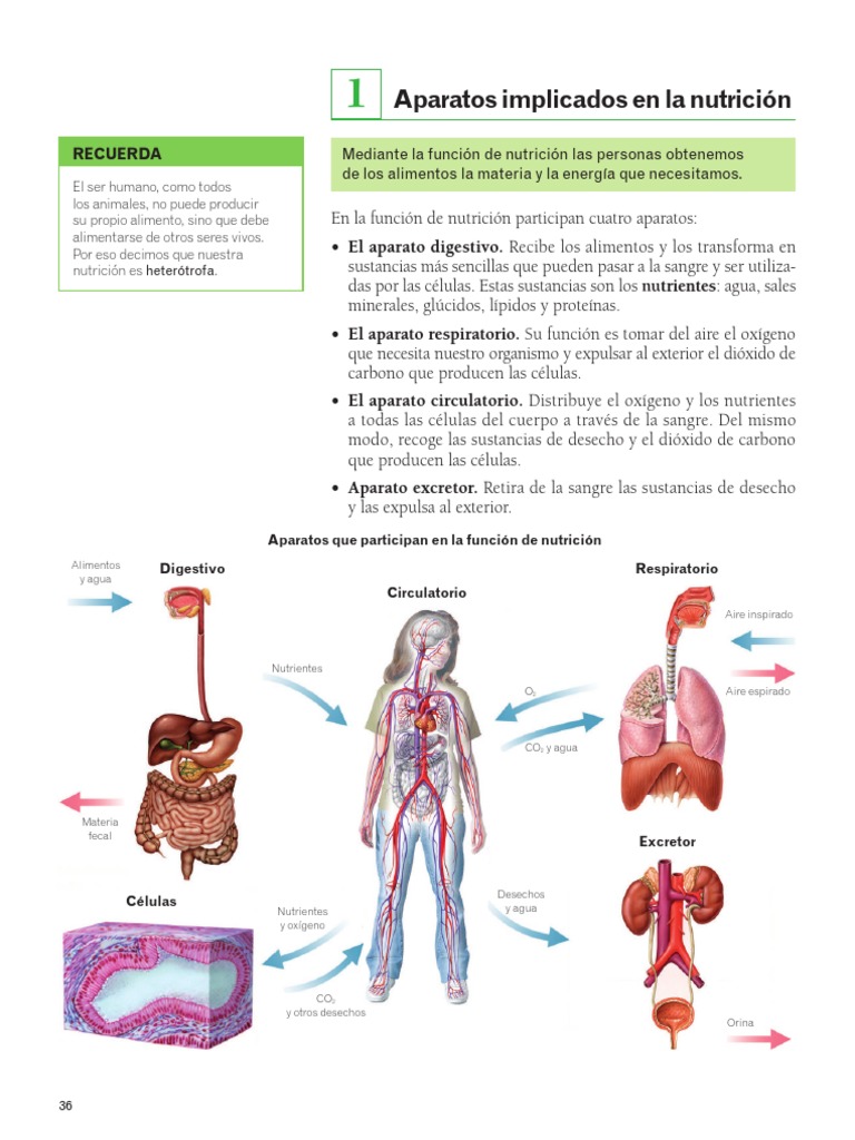 Aparatos Implicados en la Nutrición | PDF | Nutrientes | Nutrición