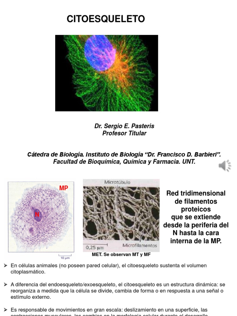 Citoesqueleto 1 | PDF | Actina | Citoesqueleto