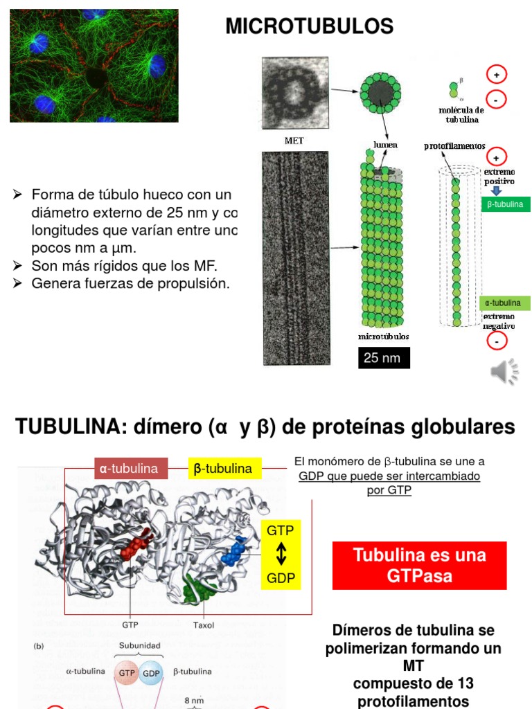 Citoesqueleto 2 | PDF | Microtúbulos | Nucleo celular