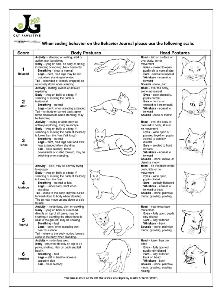 Cat Stress Scale JGP Cat Pawsitive | PDF