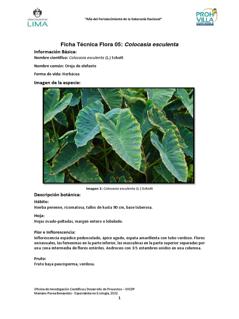 Ficha Tecnica Flora 05 Colocasia Esculenta | PDF | Flores | Plantas
