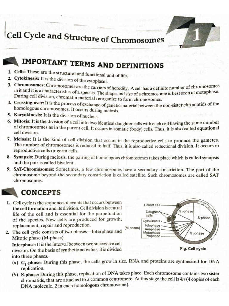 and 2. Notes For Cell Cycle and Structure of Chromosome | PDF