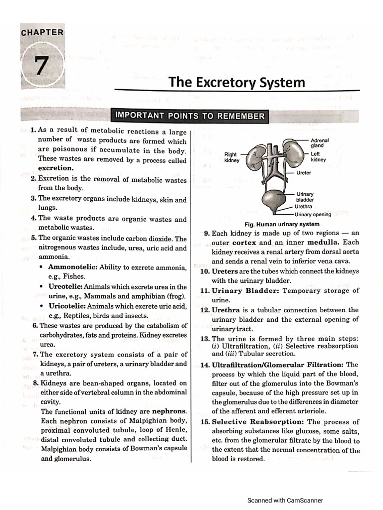 Excretory System Notes | PDF