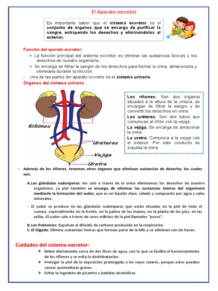 El Aparato Excretor CIENCIA | PDF | Sistema urinario | Anatomia animal