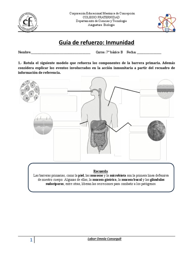 Ejercicios Inmunidad | PDF | Linfocitos | Sistema inmune