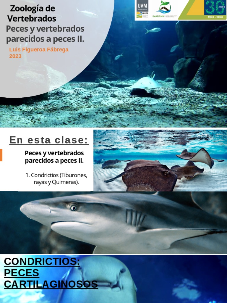 Clasificación y características de condrictios | PDF | Vertebrados ...