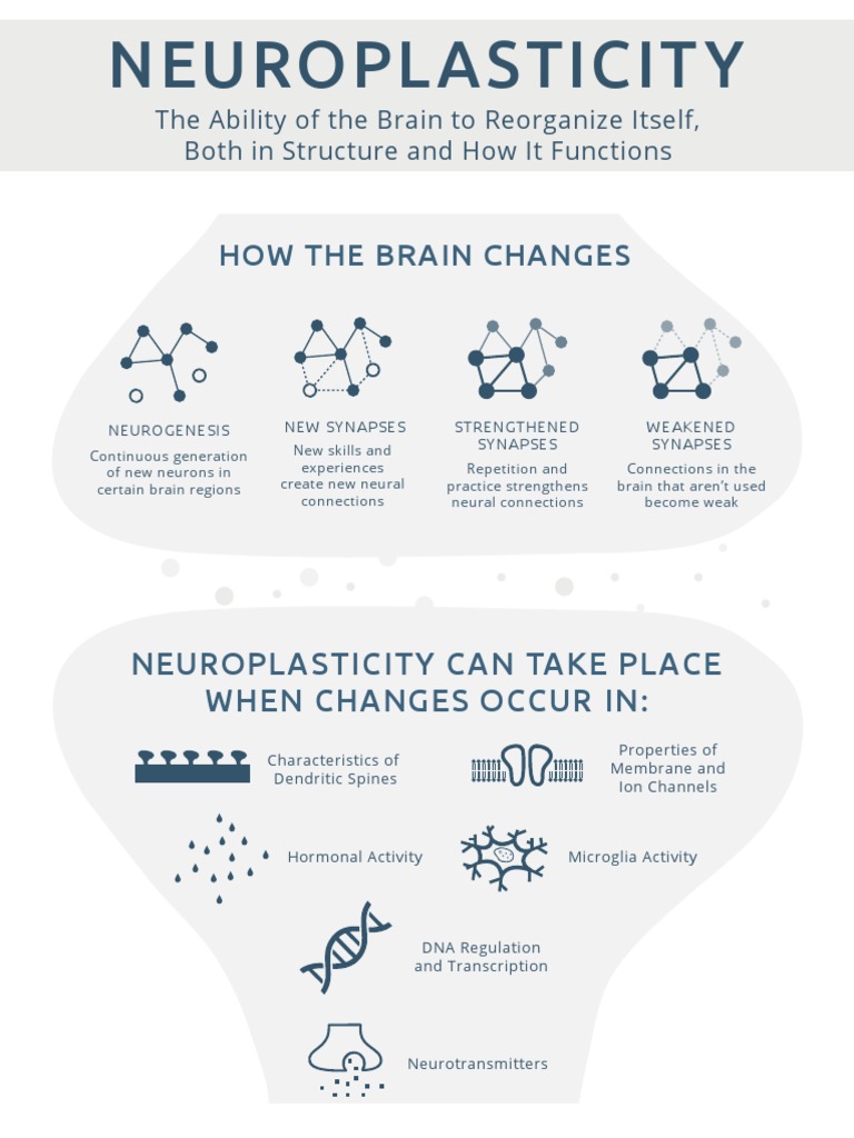 Neuroplasticity - Changing The Brain Infograph | PDF | Neuroplasticity | Neuron