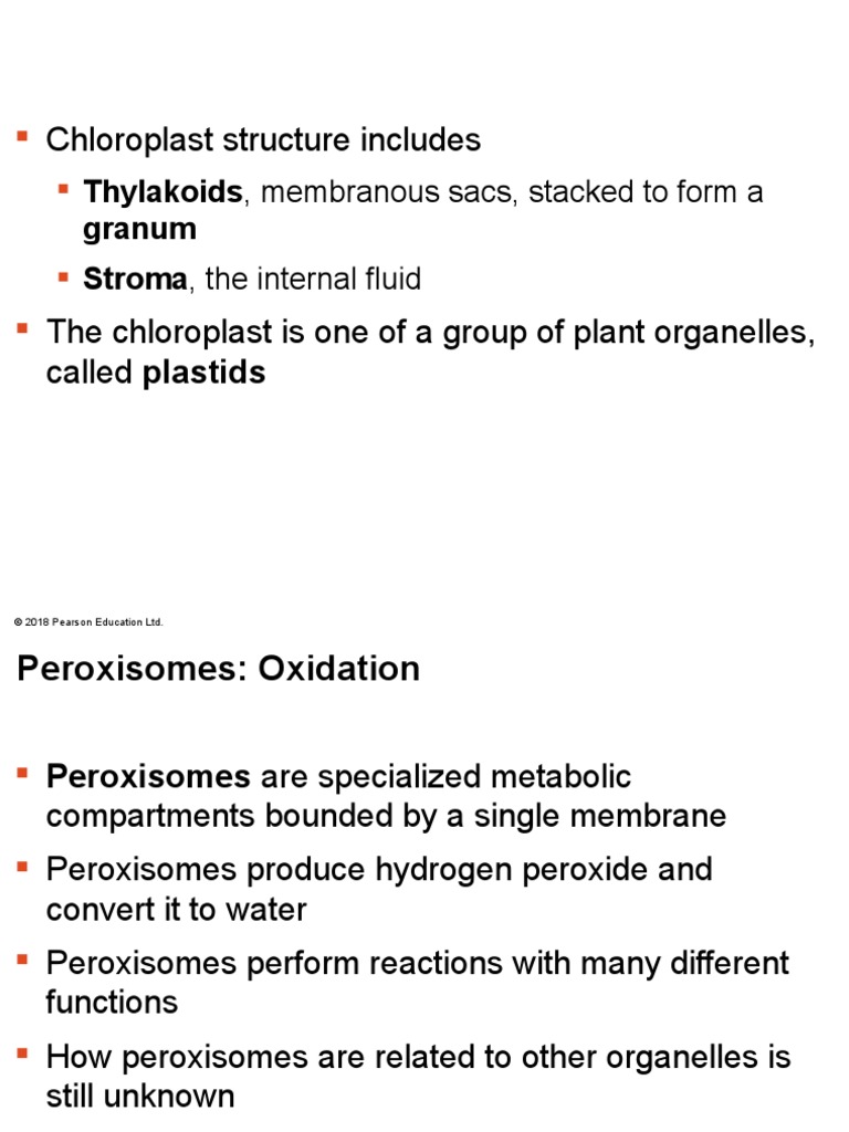 07 Lecture Presentation Part B-Short | PDF | Cytoskeleton | Cell (Biology)