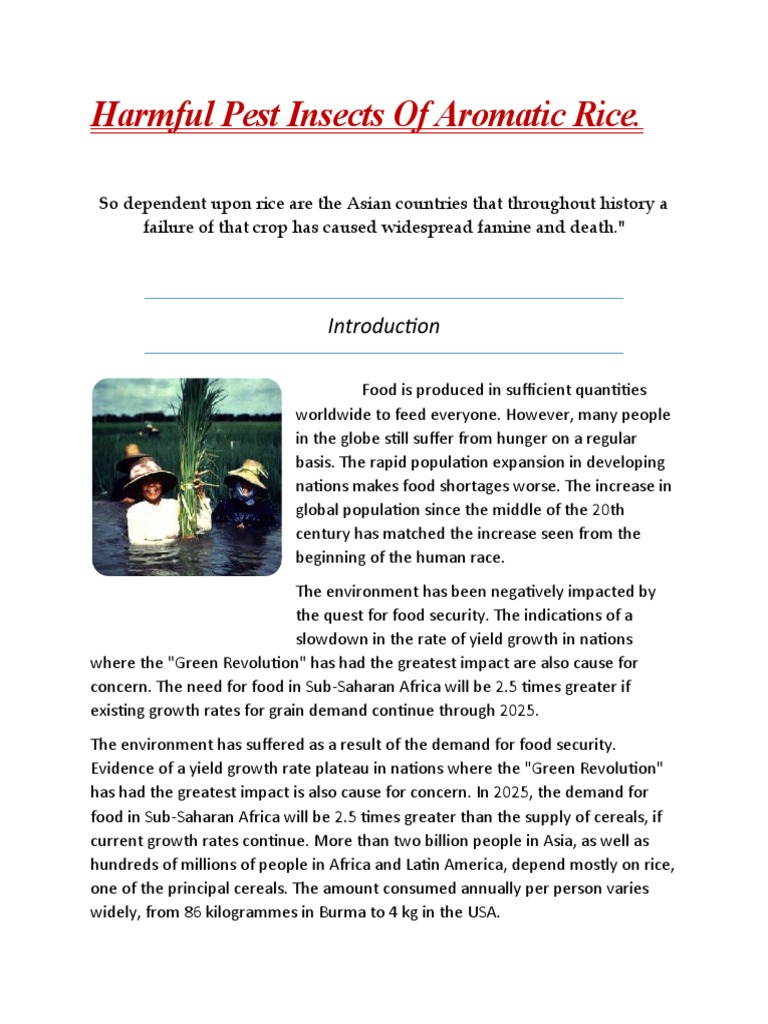 Harmful Pest Insects of Aromatic Rice | PDF | Rice | Pest (Organism)