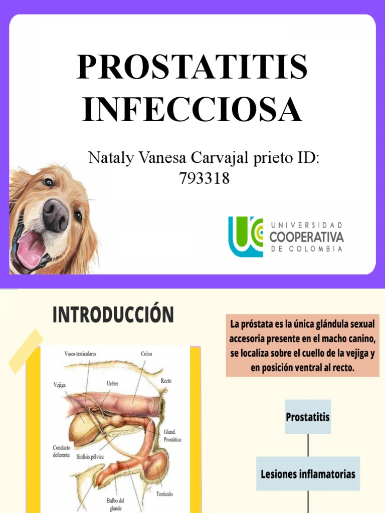 Prostatitis Infecciosa y E. Coli | PDF | Las bacterias | Membrana celular