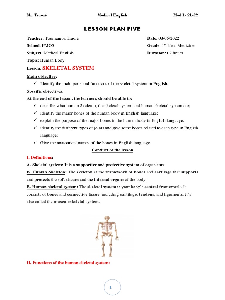 Overview of the Skeletal System | PDF | Vertebral Column | Bone
