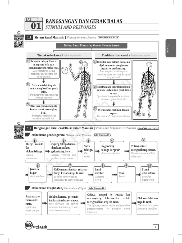 Rangsangan dan Gerak Balas Manusia | PDF