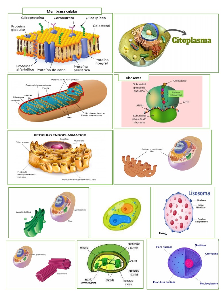 Partes de La Celula | PDF
