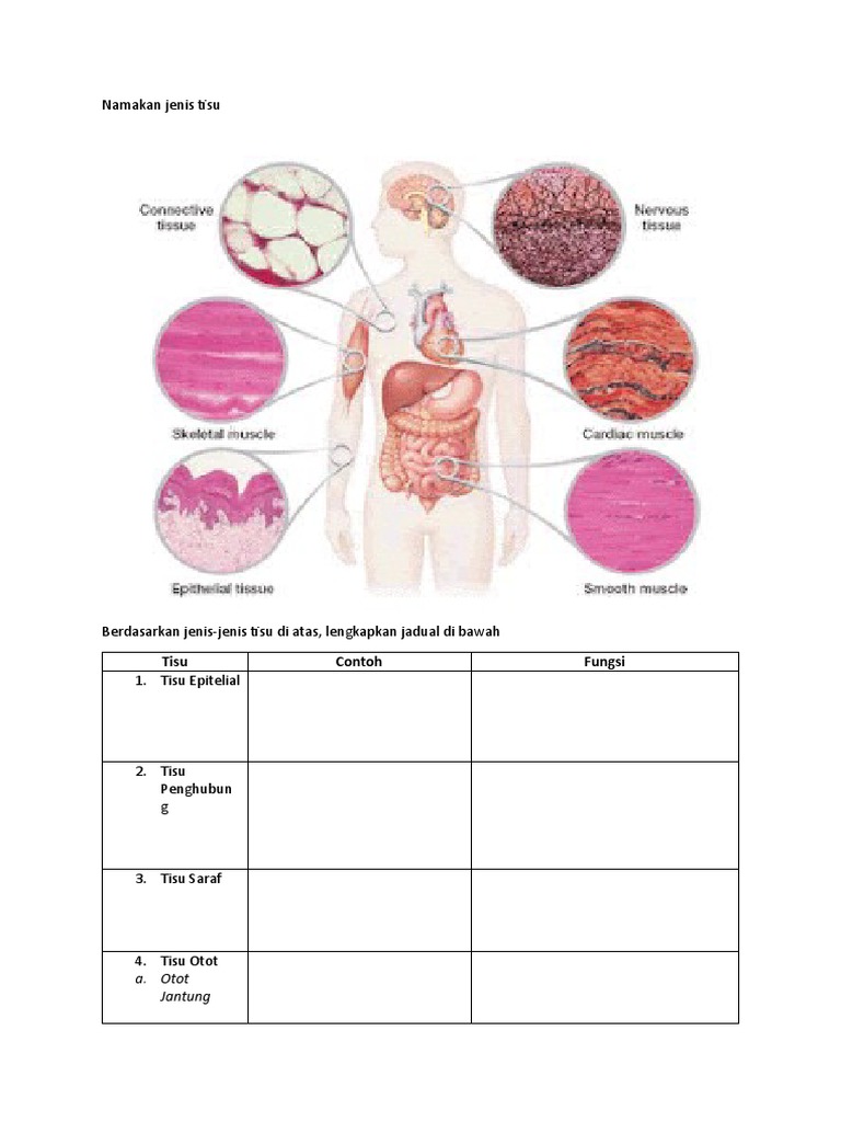Jenis2 Tisu Sem 2 | PDF