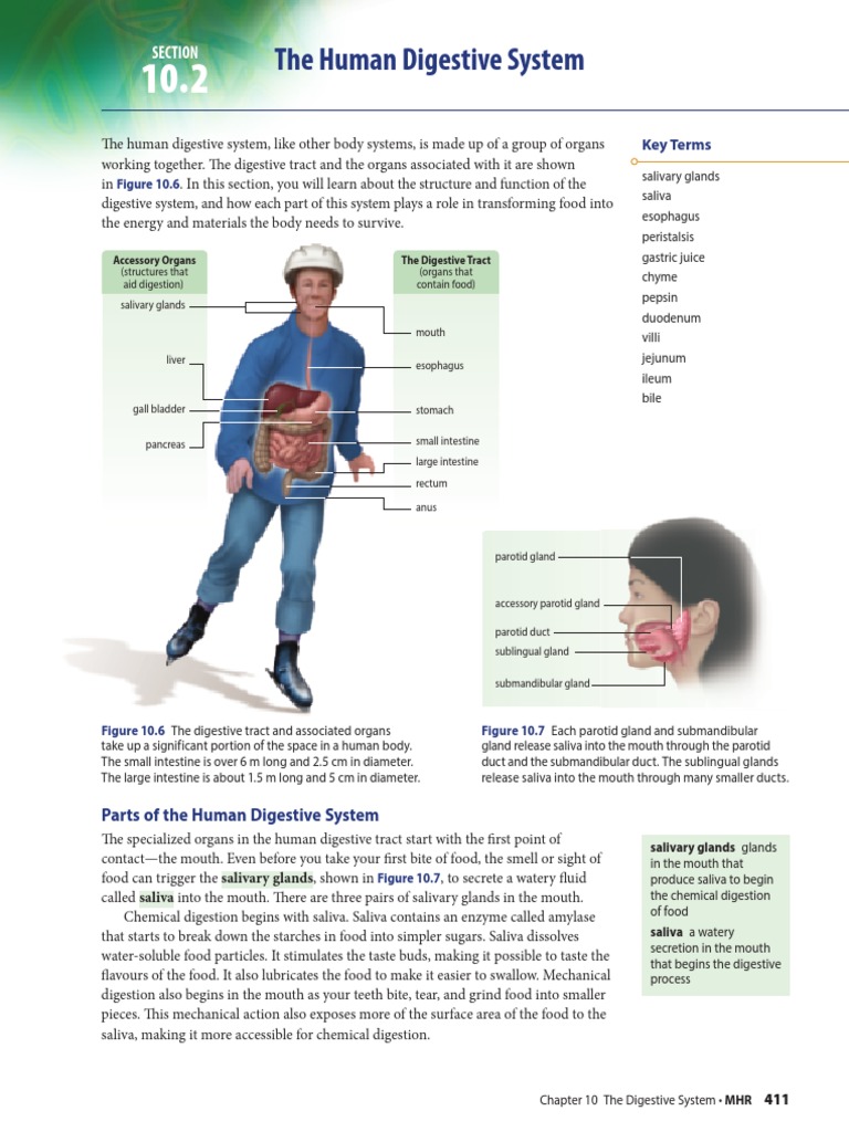 1 - The Human Digestive System - Reading | PDF | Stomach | Human Digestive System