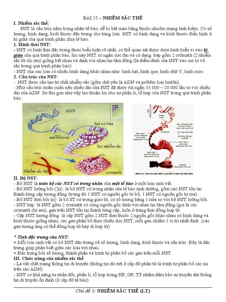 Ly Thuyet Ve NST | PDF