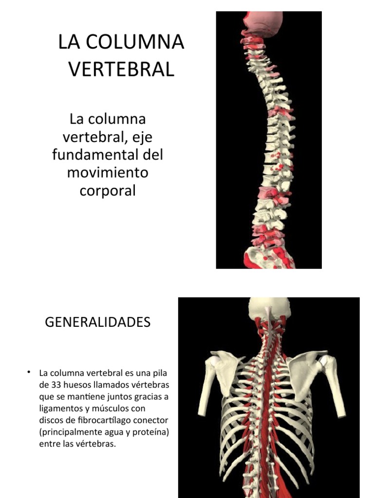 Estructura y Función de la Columna Vertebral | PDF | Salud y bienestar
