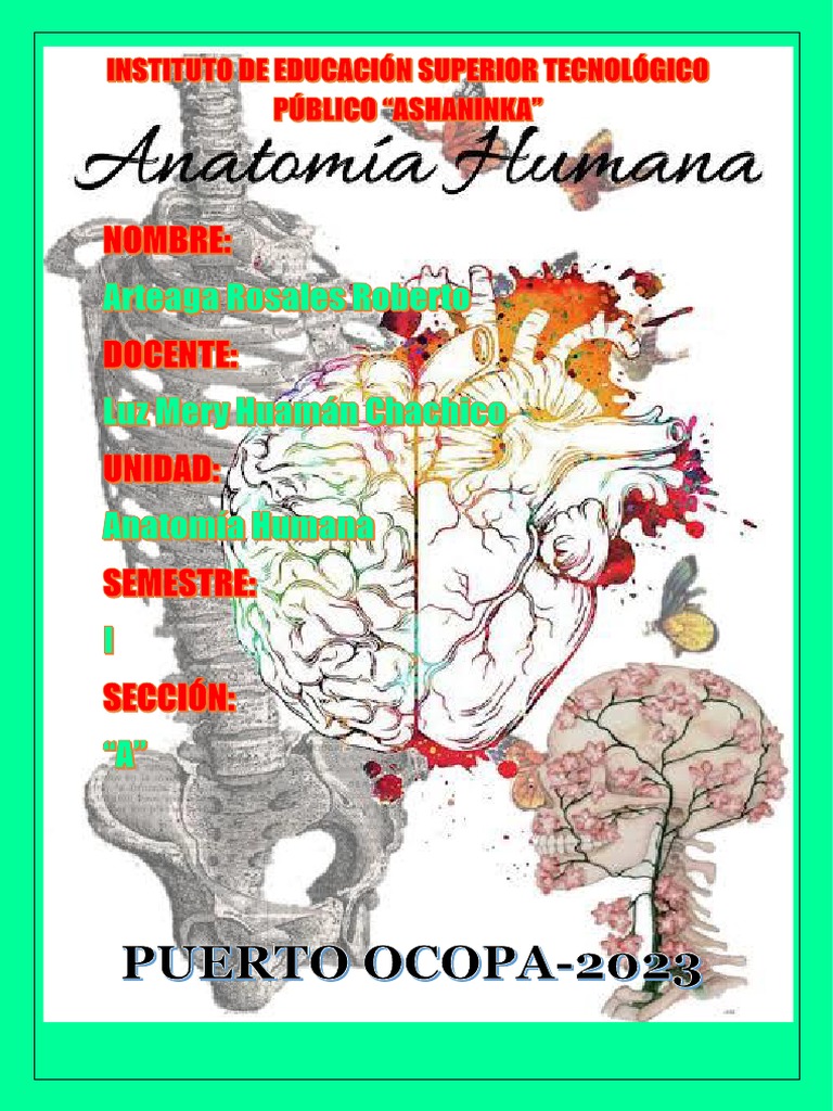 Folder-Anatomia Humana - 1 | Descargar gratis PDF | Sistema linfático ...