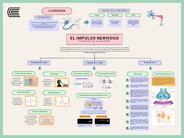 Impulso Nervioso | PDF | Sinapsis | Neurona