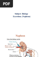 Labeled Pig Kidney Dissection Guide | PDF | Kidney | Urinary System