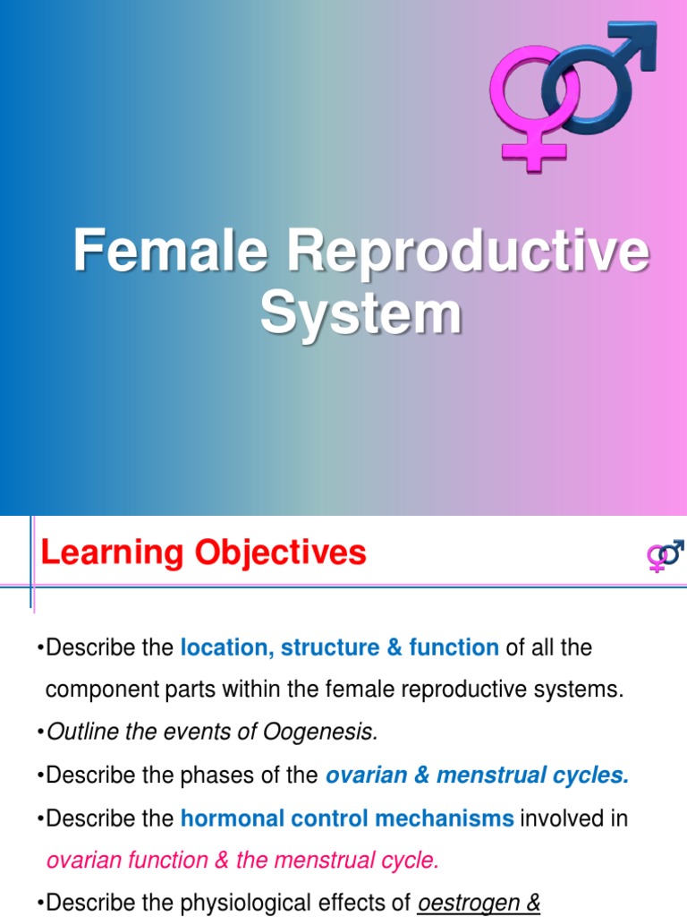 Female Reproductive System | PDF | Menstrual Cycle | Ovary