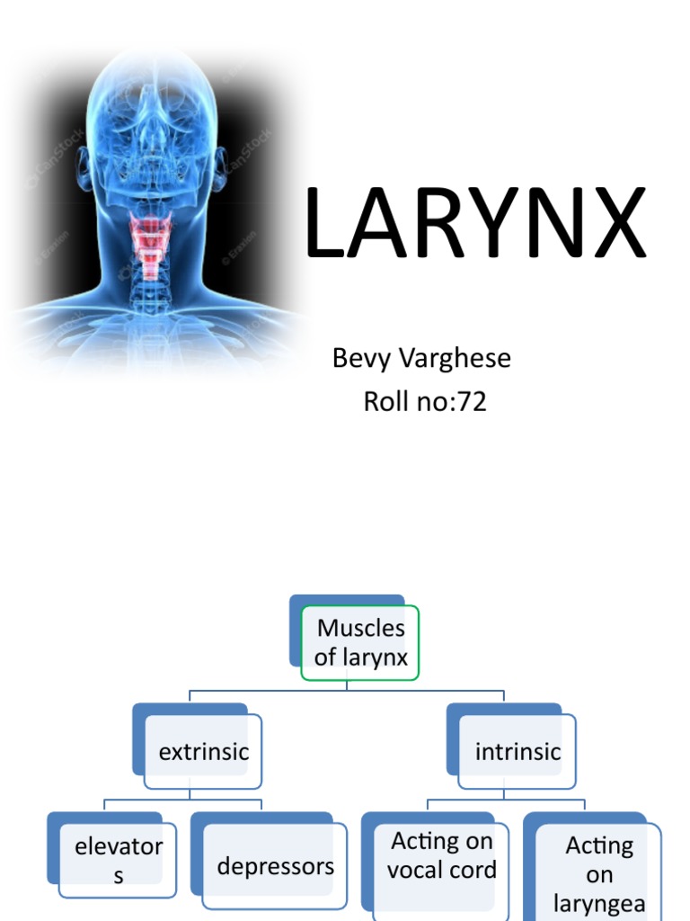 Bevy | PDF | Larynx | Morphology (Biology)