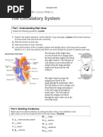 Circulatory and Respiratory Review | PDF | Circulatory System | Blood