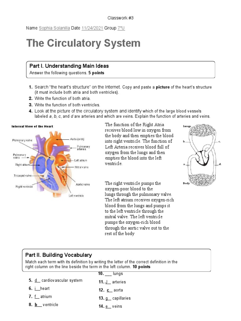 Sophia Solanilla 7°U Classwork #3 The Circulatory System | PDF | Blood ...