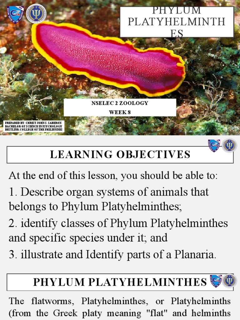 Week 8 Phylum Platyhelminthes | PDF | Zoology | Biology