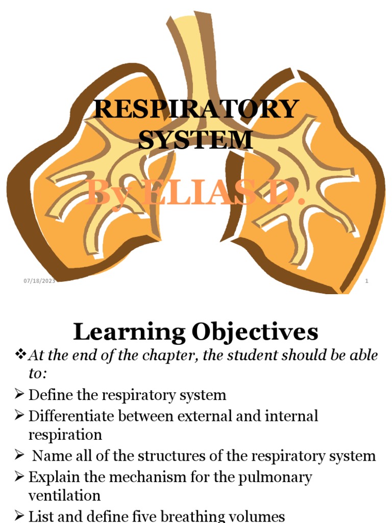 Respiratory System | PDF | Respiratory Tract | Lung