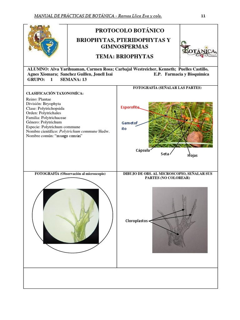 Estructura y usos de briofitas | PDF | Plantas | Morfología Vegetal