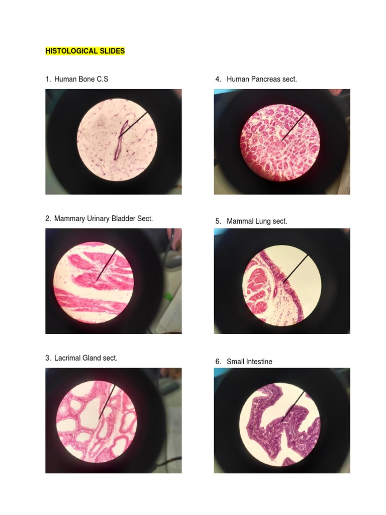 Histological Slides of Human and Mammal Tissues | PDF | Social Science