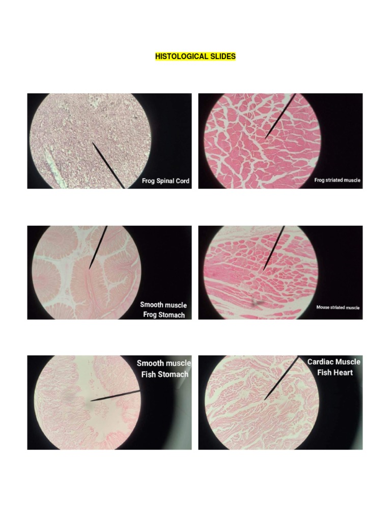 Histology - Microscope Slides (Moving Exam Reviewer) Part 2 | PDF Histology - Microscope Slides (Moving Exam Reviewer) Part 2 | PDF
