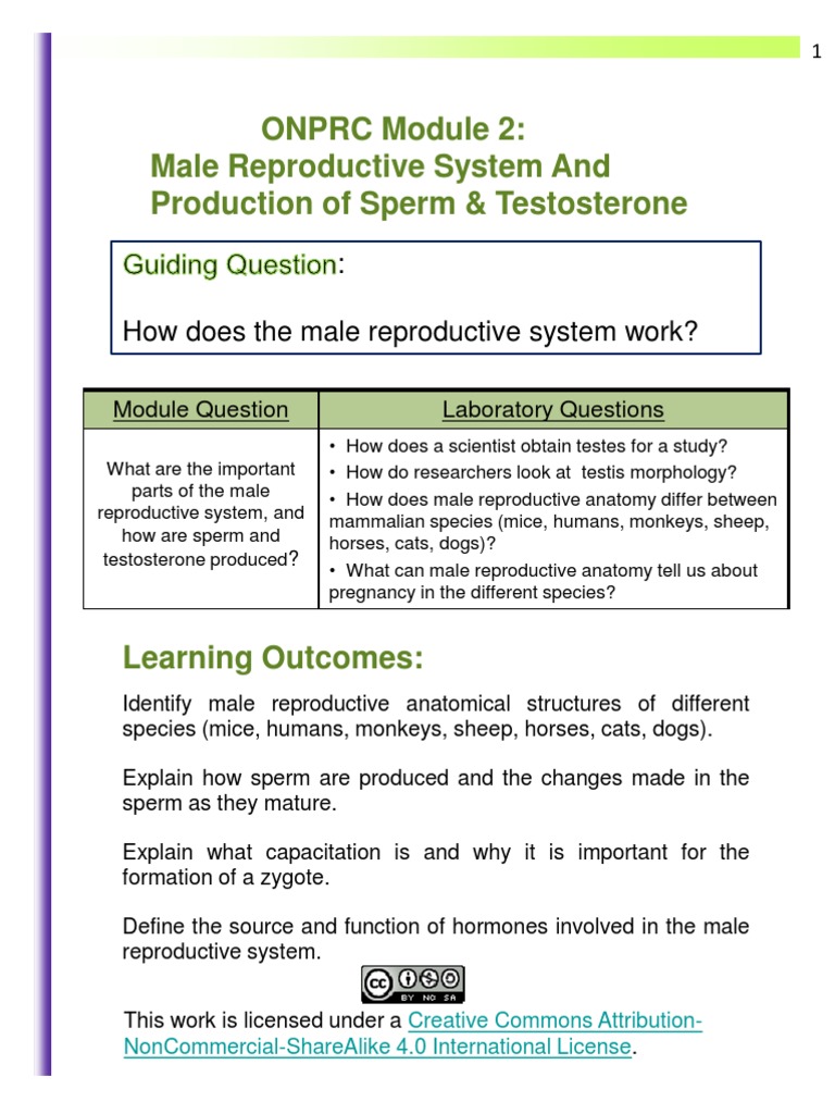 Male Reproductive System Overview | PDF | Testicle | Sperm