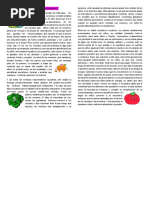El cuento de frutas y verduras para niños | PDF | Vegetales