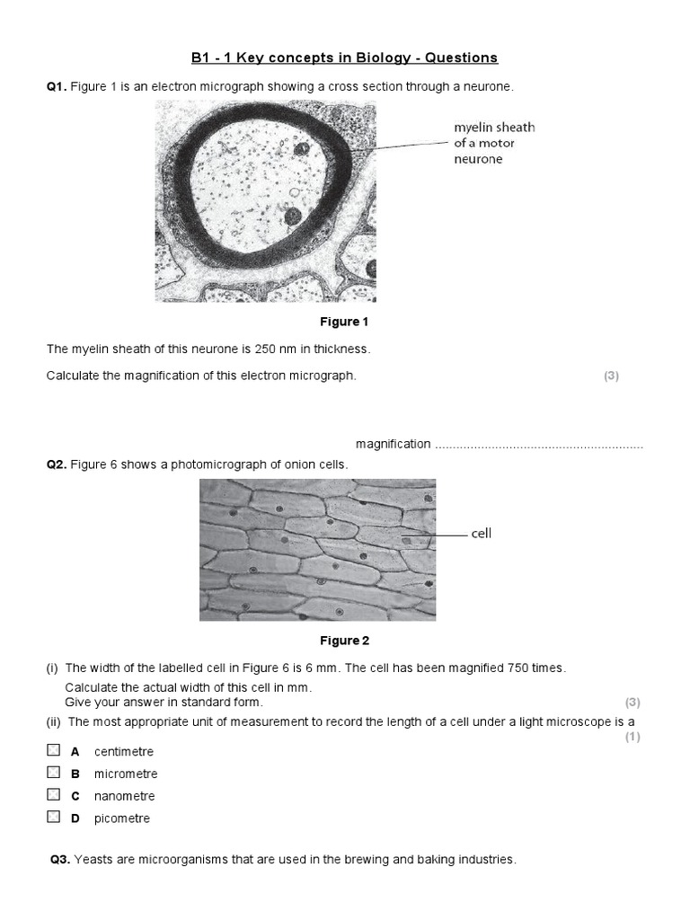 B1 1 Key Concepts in Biology Qs | PDF | Gene | Dna