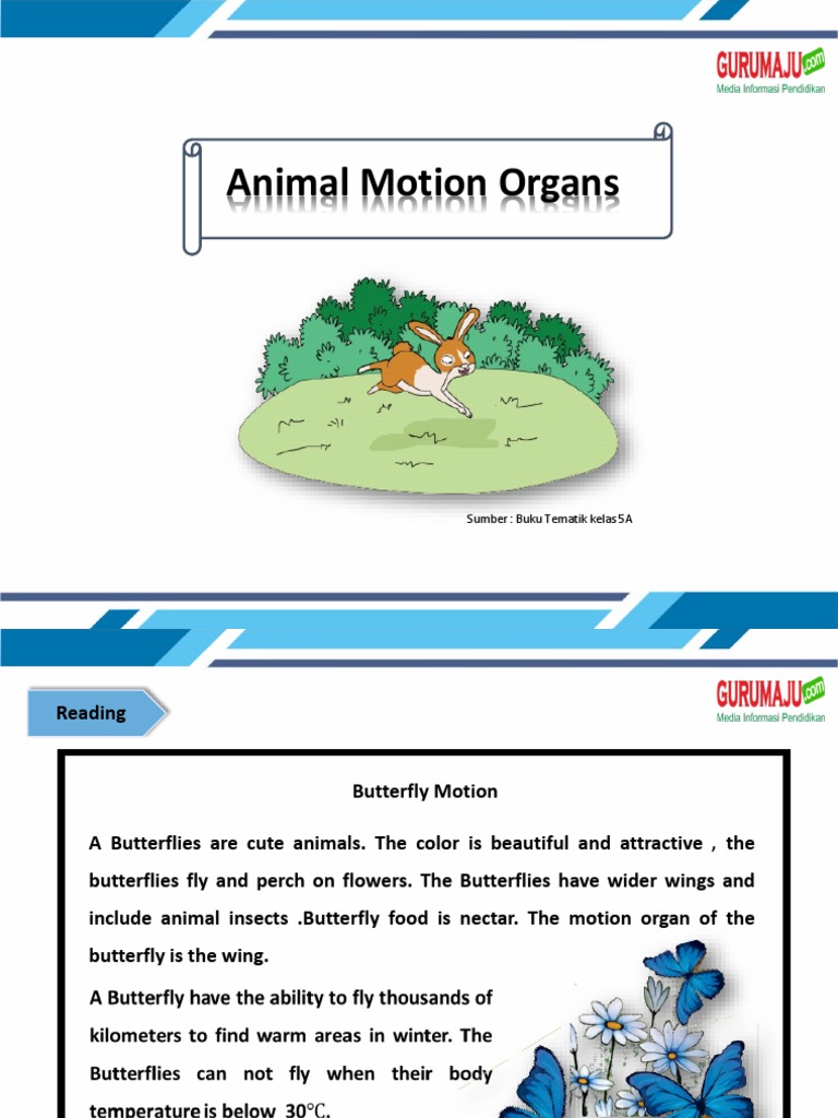 Animal Motion Organs Explained | PDF | Butterfly | Zoology