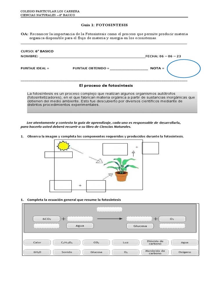 6°guia 1 Fotosintesis | PDF | Fotosíntesis | Importar