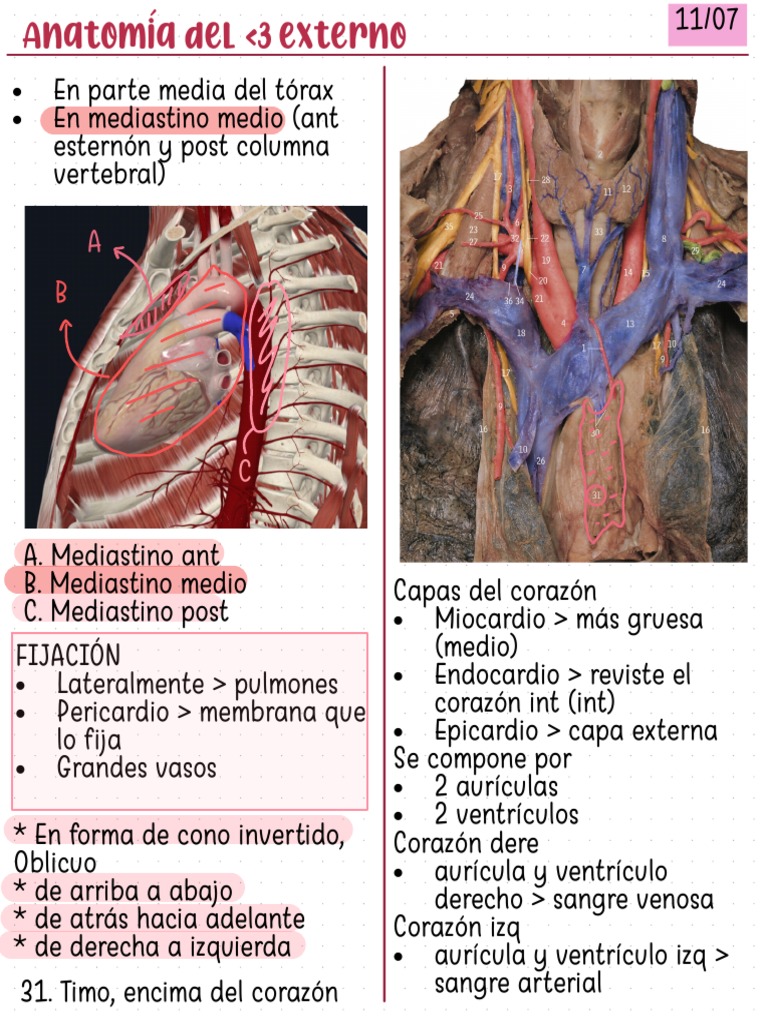 Anatomía Corazón | PDF | Corazón | Ventrículo (corazón)