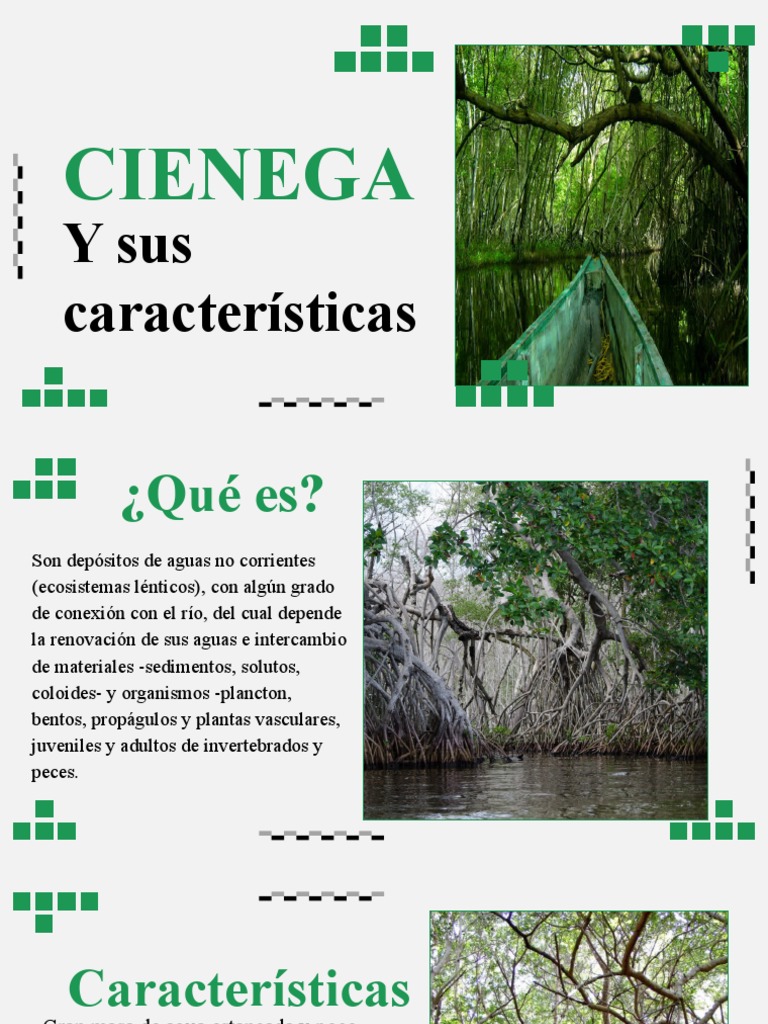 Definición y características de ciénagas | PDF | Humedal | Ecosistema