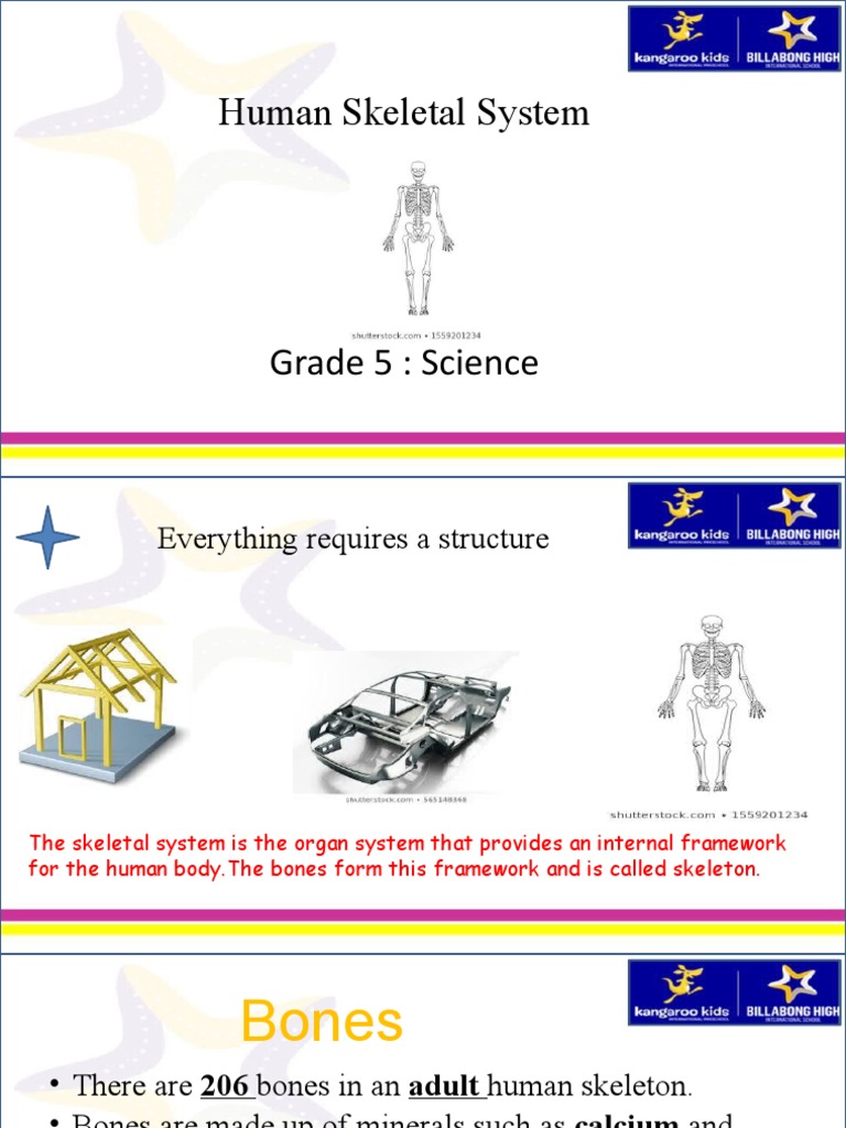 Skeletal System PPT With Correction | PDF | Skeleton | Vertebral Column