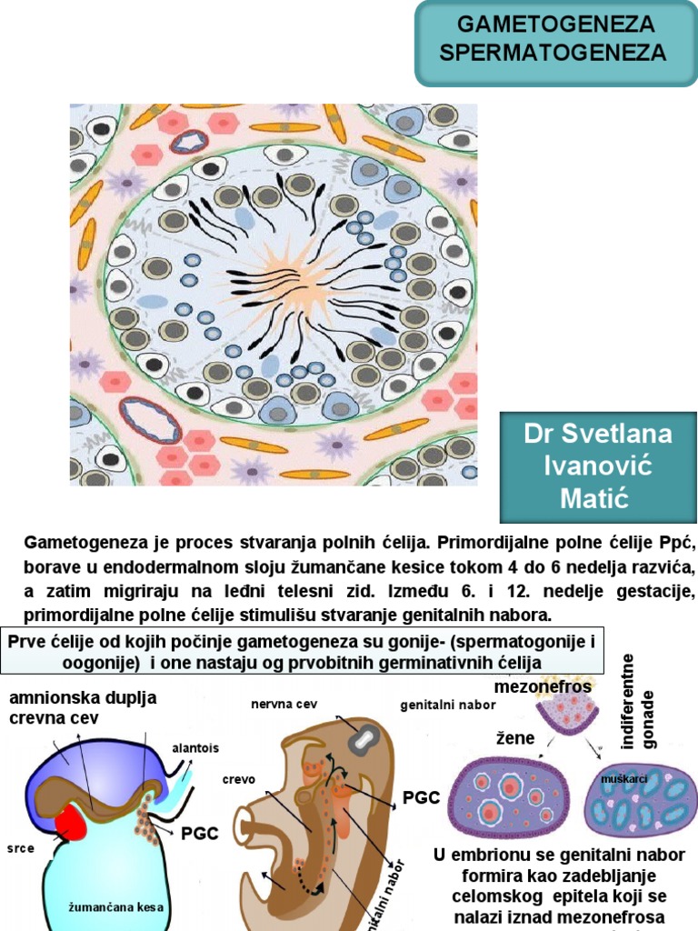 Gametogeneza 2021 | PDF