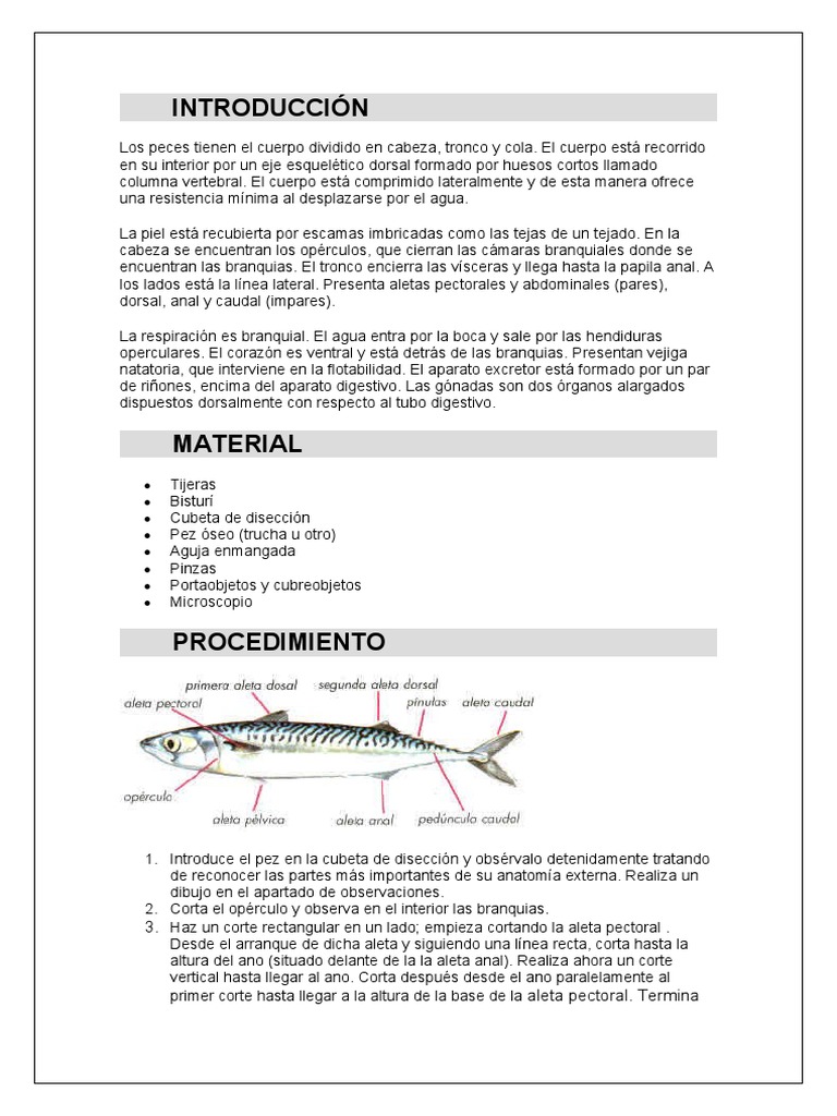 Diseccion de Pez | PDF | Pescado | Branquia