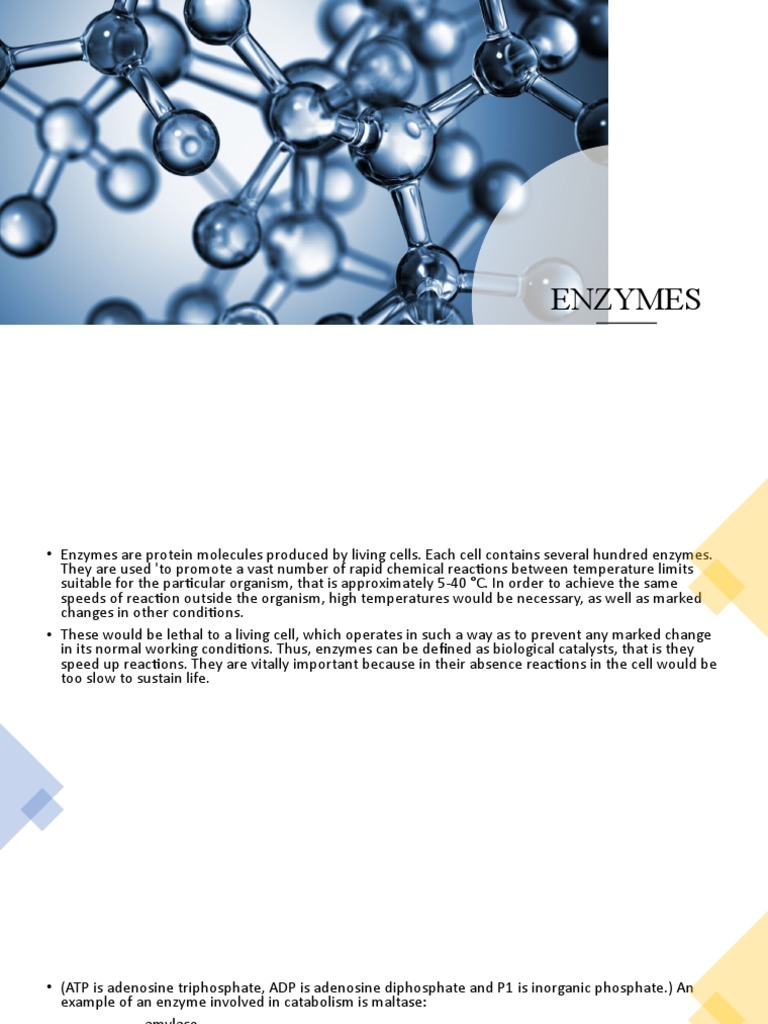 Enzymes | PDF | Enzyme | Active Site