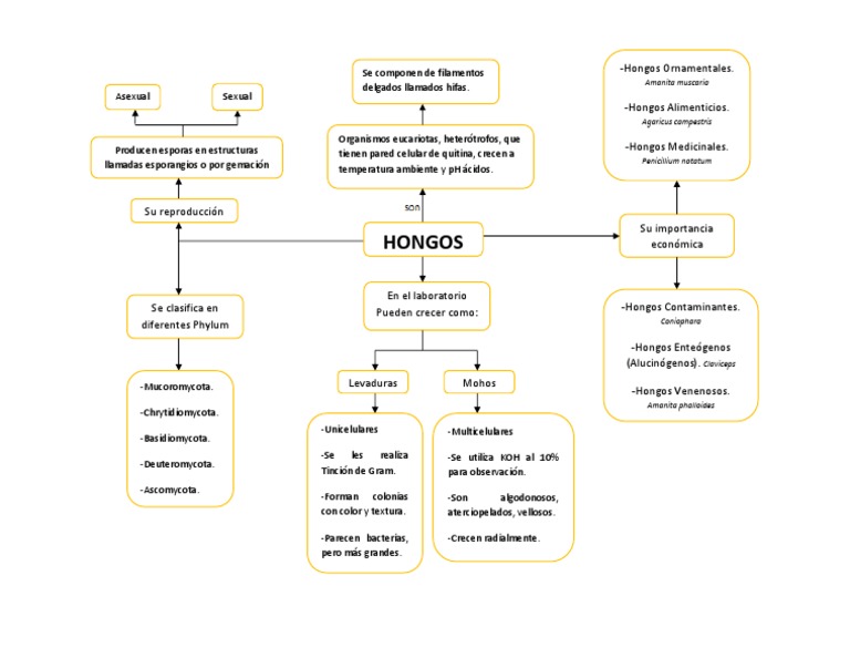 Mapa Conceptual Hongos | PDF | Hongo | Organismos