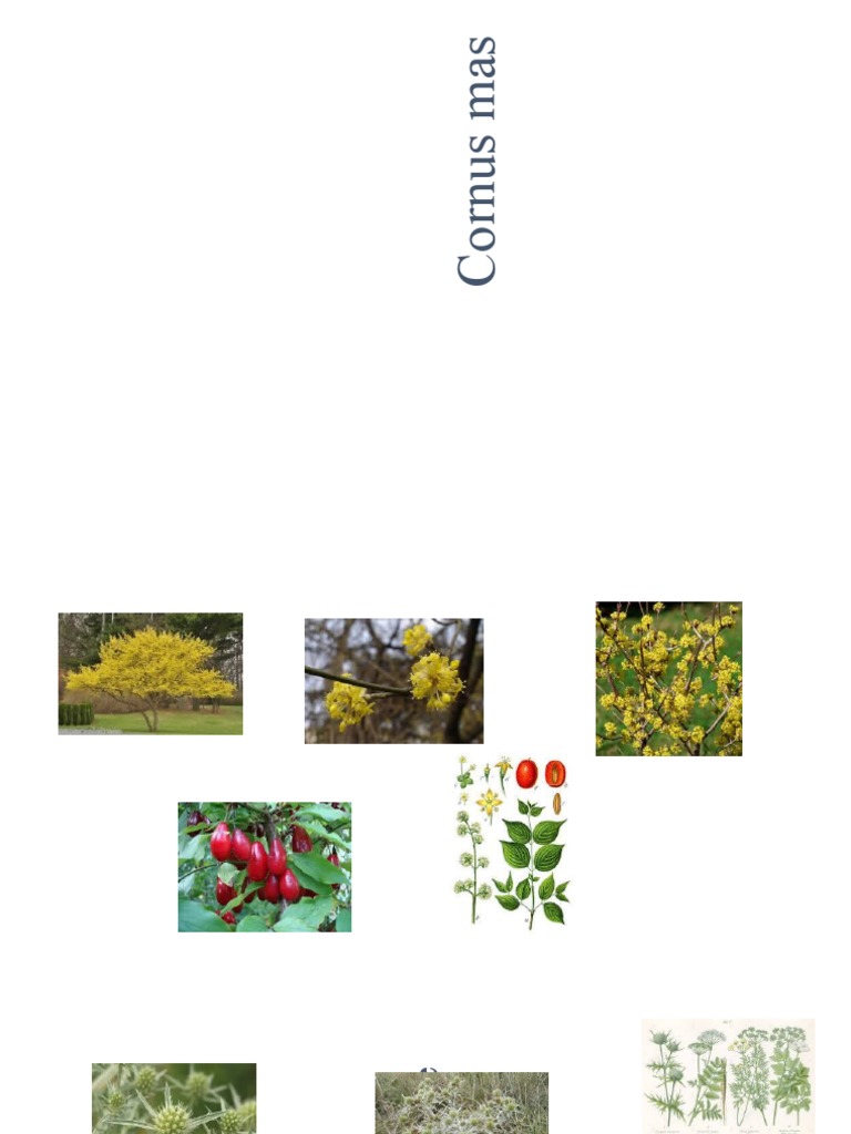 Cornus Mas | PDF
