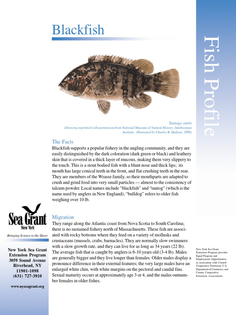 Blackfish | PDF | Fishing Tackle | Angling